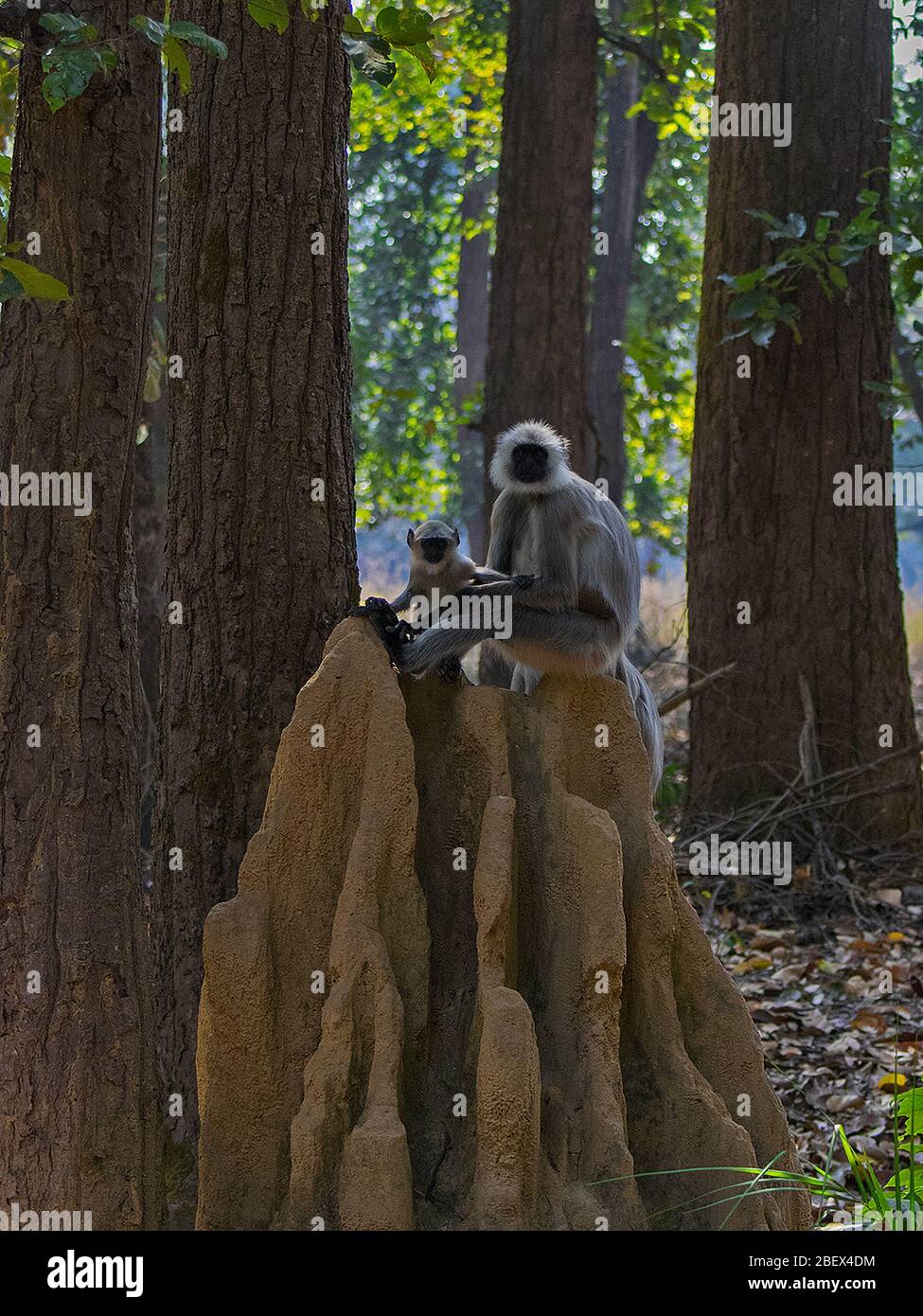 A baby langur with mother langur posing on a termite mound at Kanha ...