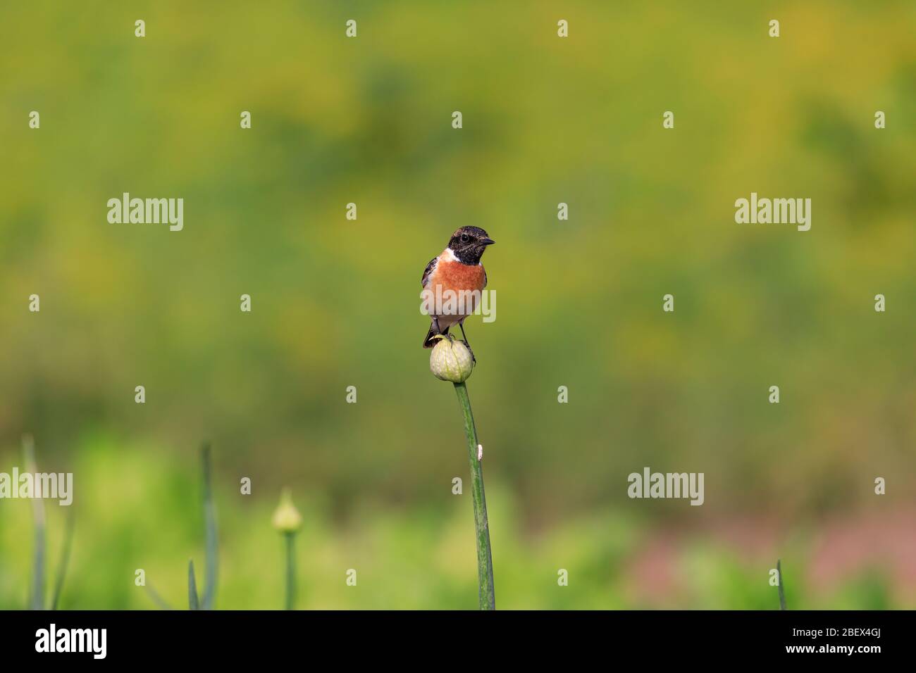 The European Stonechat (Saxicola rubicola) / Birds of Bahrain Stock ...
