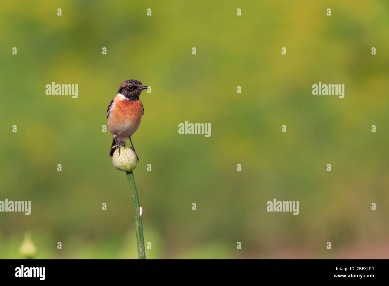 The European Stonechat (Saxicola rubicola) / Birds of Bahrain Stock ...