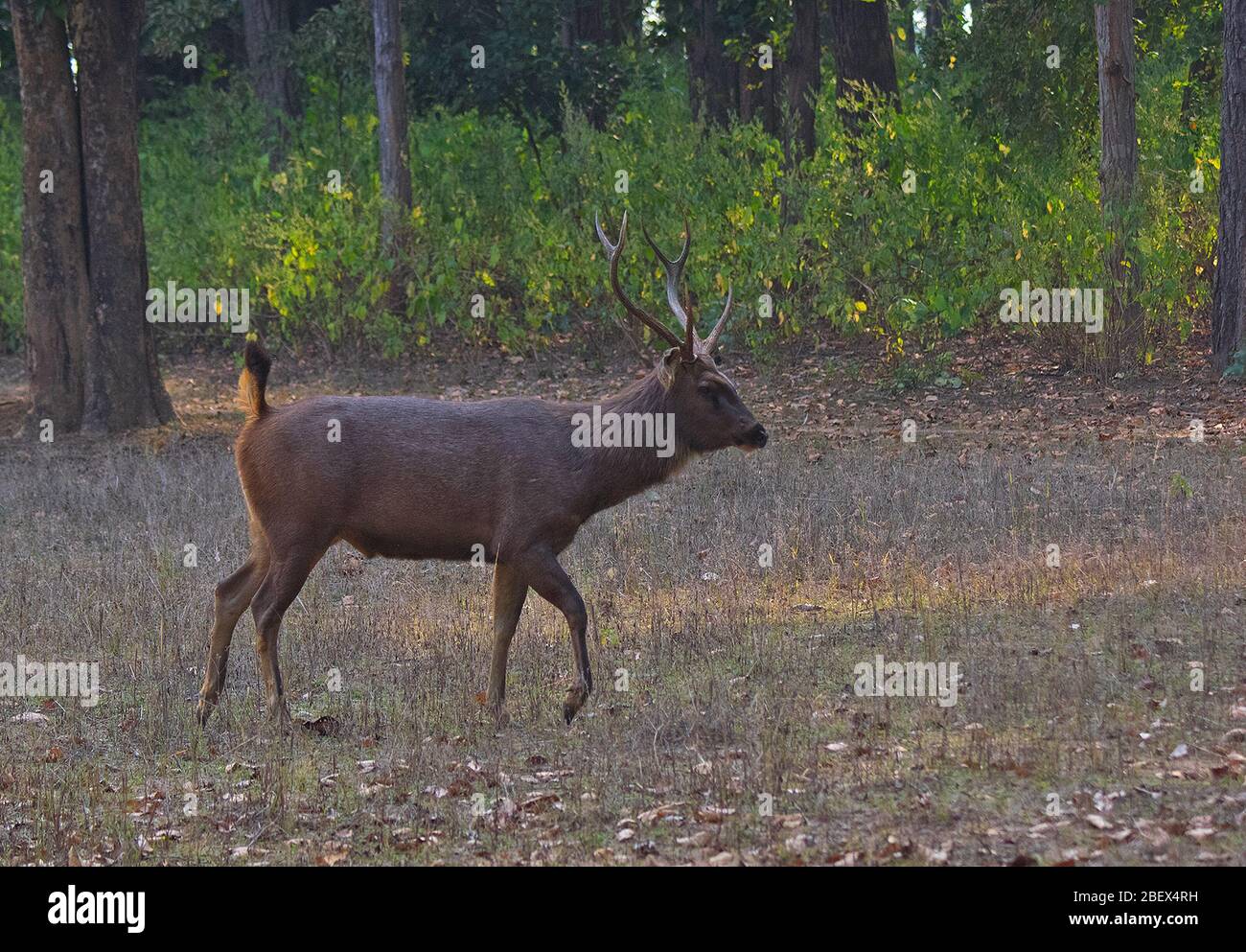 Madhya pradesh forest hi-res stock photography and images - Alamy