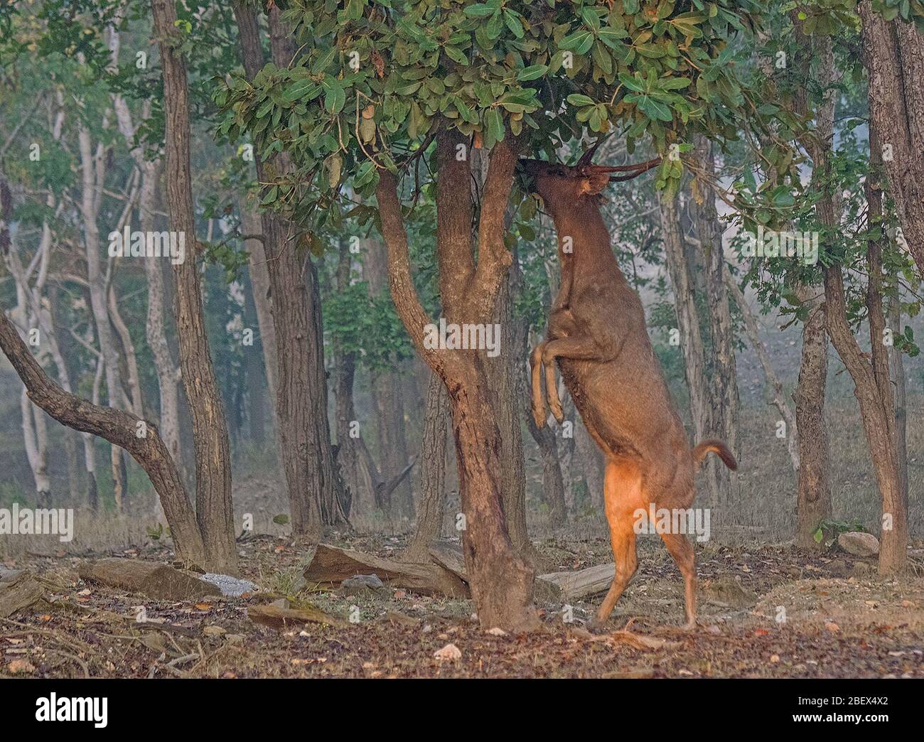 Sambar deer stag feeding hi-res stock photography and images - Alamy