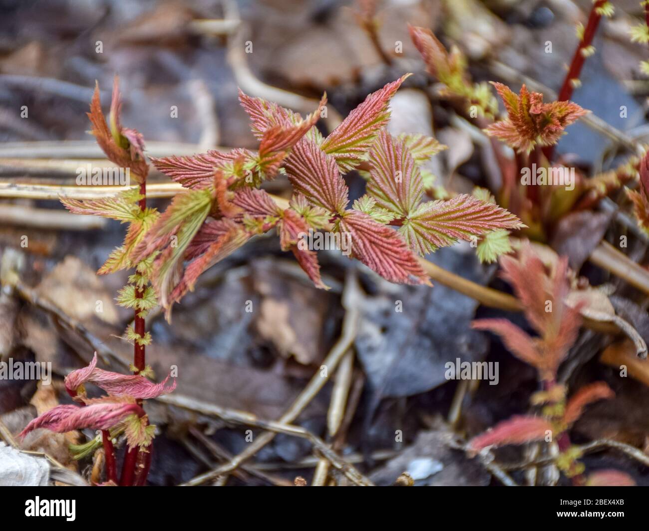 fragments of the first spring plant on a blurred background Stock Photo ...