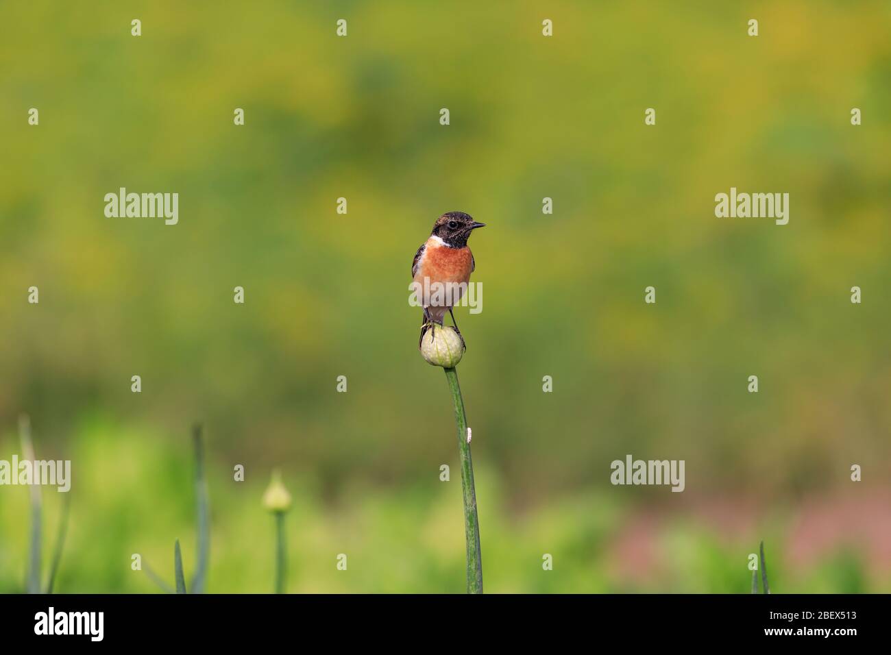 The European Stonechat (Saxicola rubicola) / Birds of Bahrain Stock ...