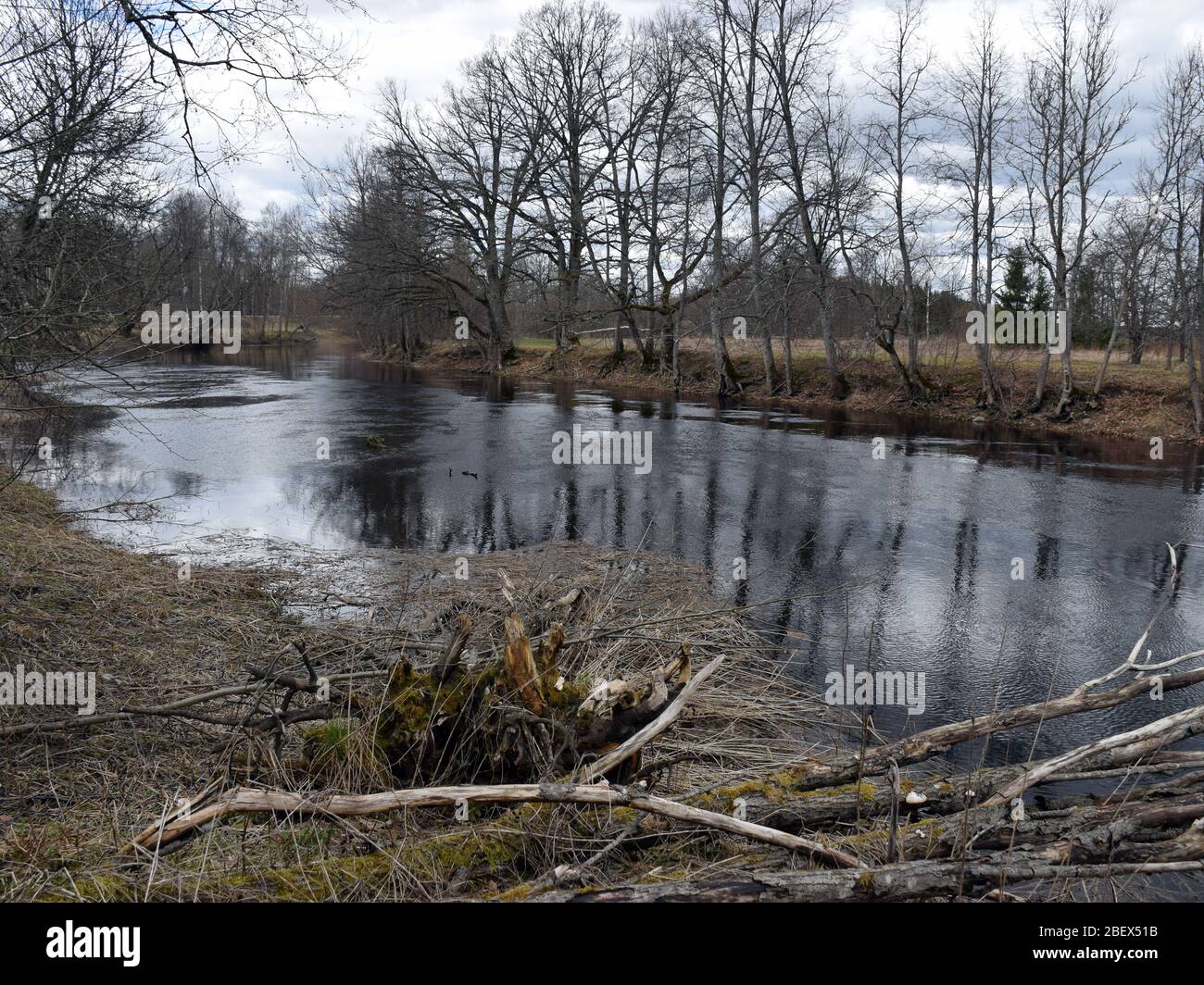 landscape with a small wild river, river banks covered with dry, old ...