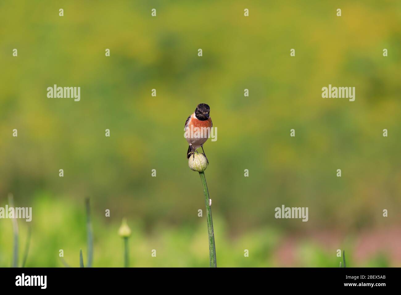 The European Stonechat (Saxicola rubicola) / Birds of Bahrain Stock ...