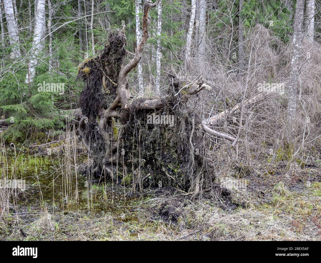landscape with black tree roots, dirty and wet forest in early spring ...