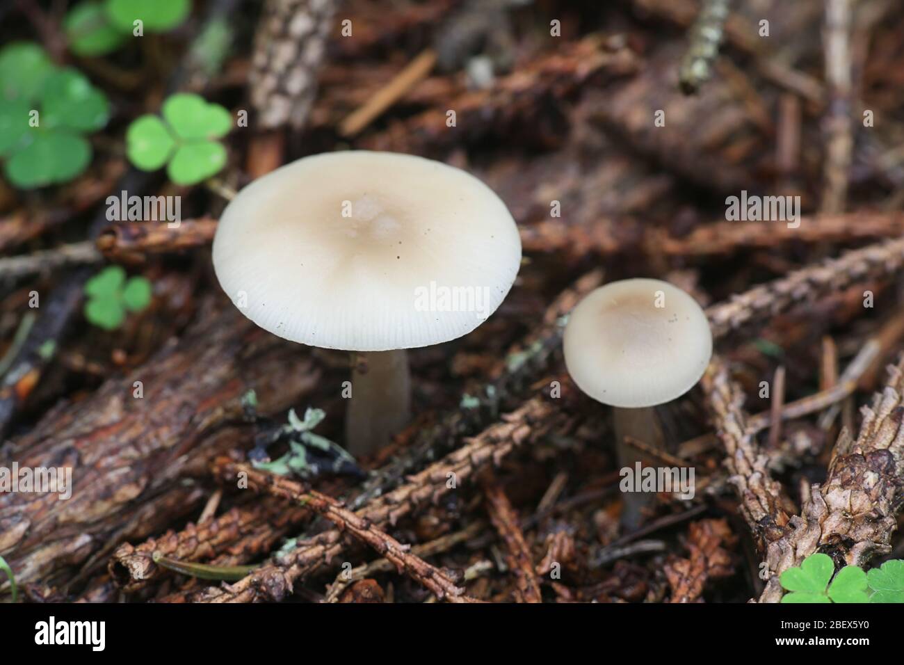 Aniseed funnel cap mushrooms hi-res stock photography and images - Alamy