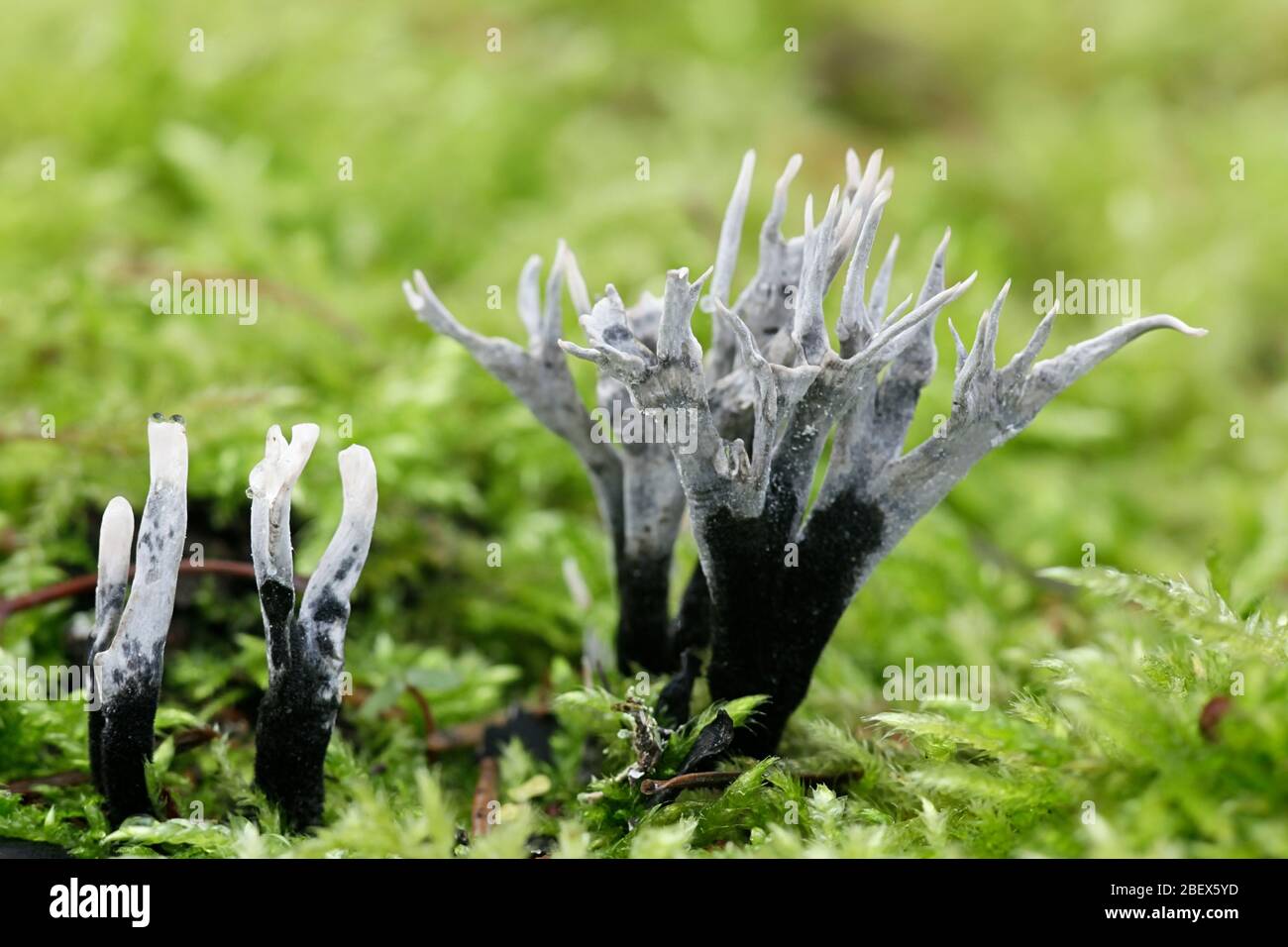Xylaria hypoxylon, known by a variety of common names, such as the ...