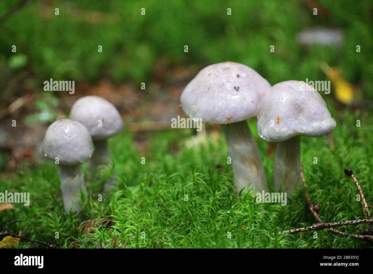 Gassy webcap cortinarius traganus hi-res stock photography and images ...