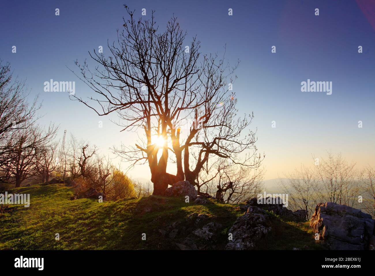 Sun behind the tree hi-res stock photography and images - Alamy