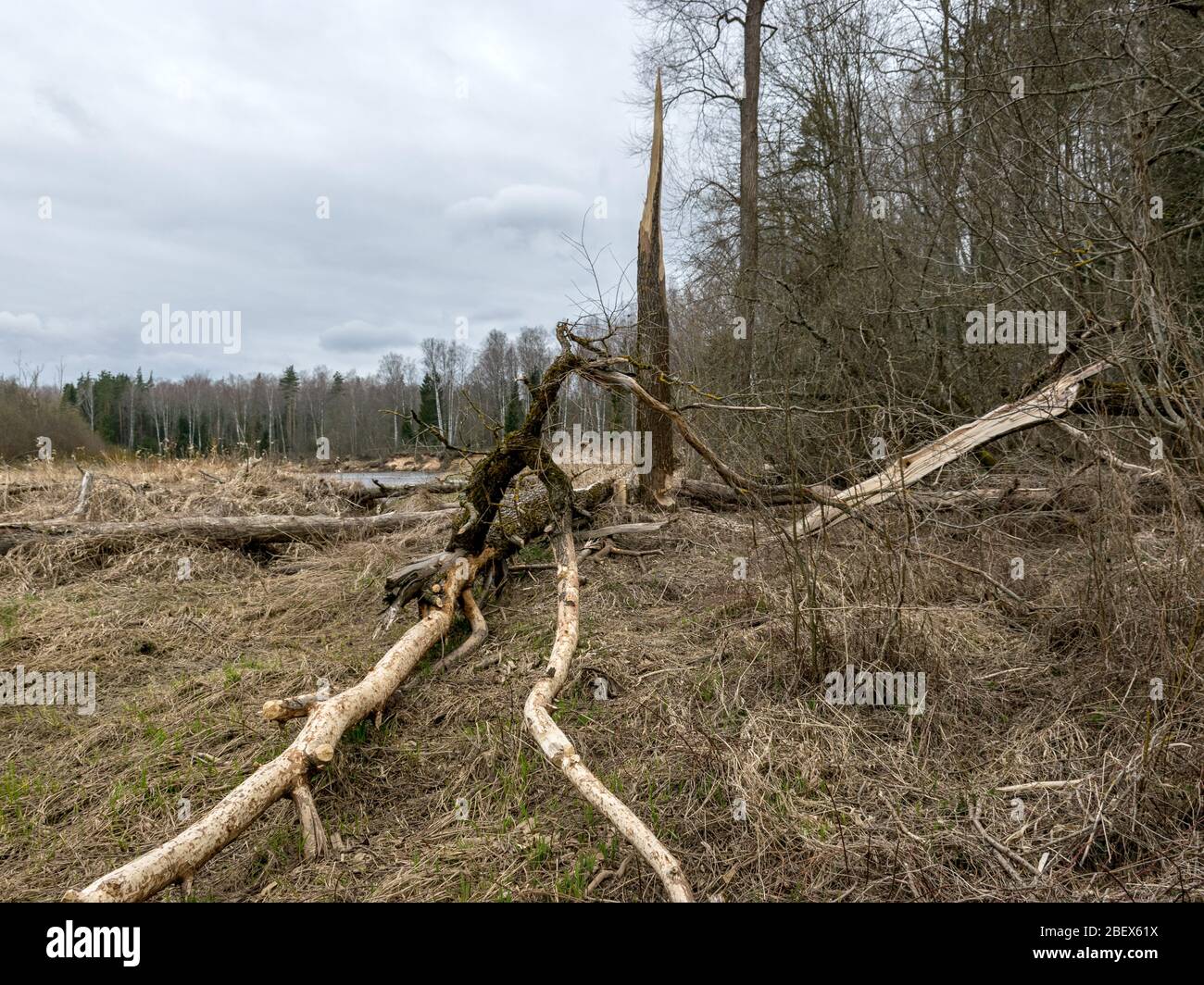 wild landscape, old trees, old dry grass, cloudy weather, beaver barked ...