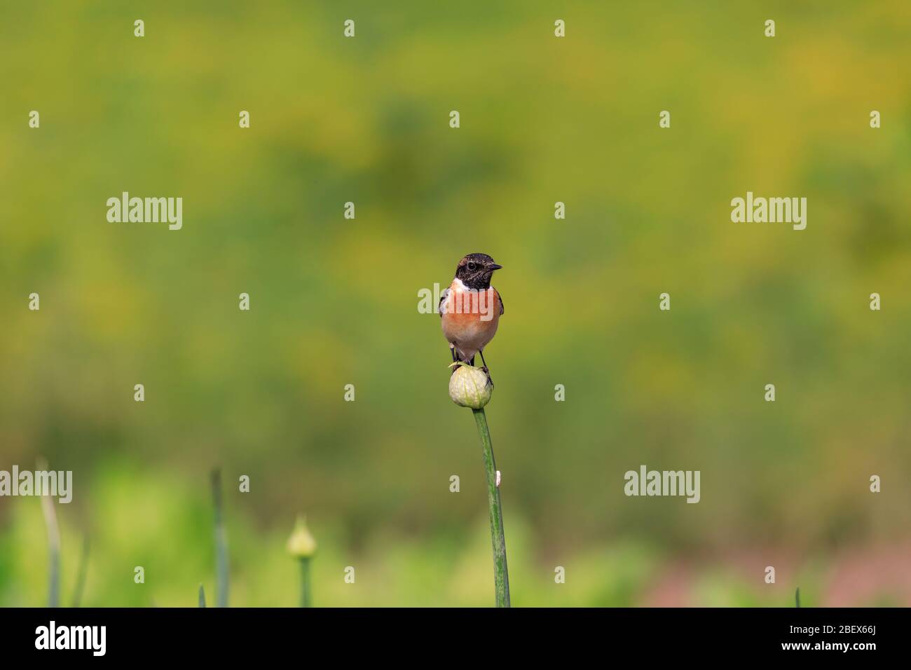 The European Stonechat (Saxicola rubicola) / Birds of Bahrain Stock ...