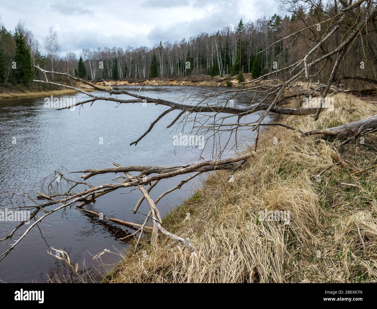 view of the river in early spring day, withered branches and old dry ...