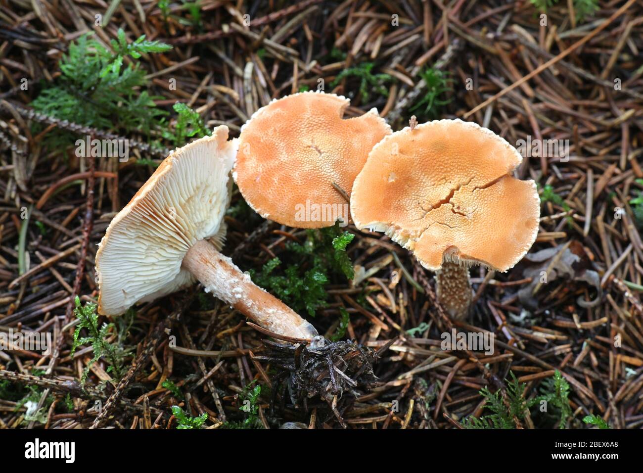 Cystodermella cinnabarina, known as cinnabar powdercap, wild mushroom ...