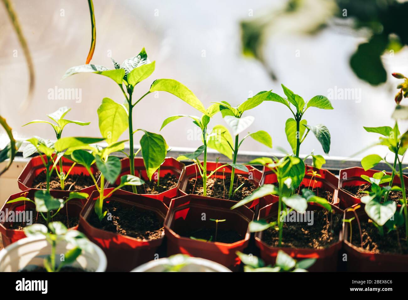 Young seedlings under the sun Stock Photo - Alamy