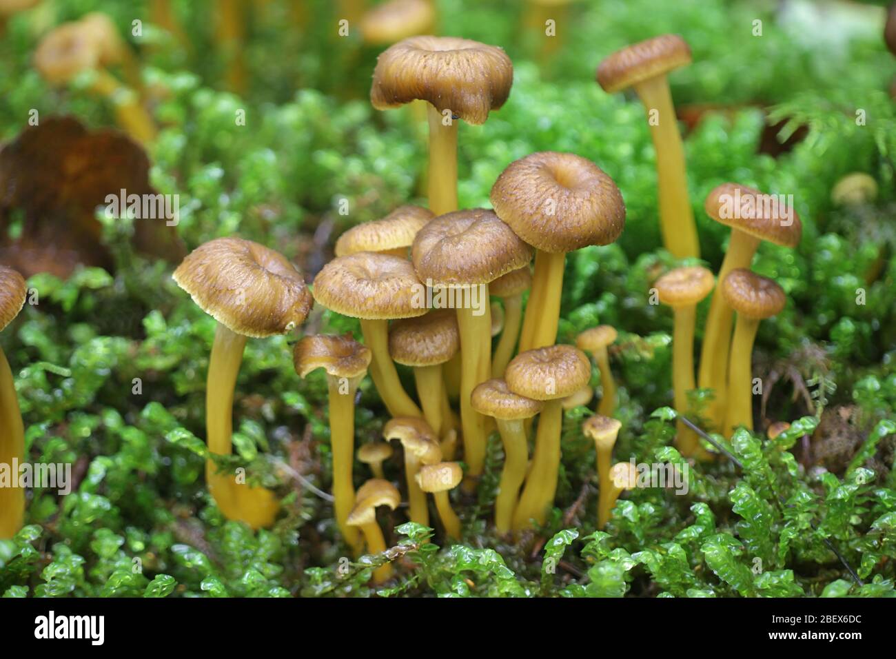 Tubaeformis hi-res stock photography and images - Alamy