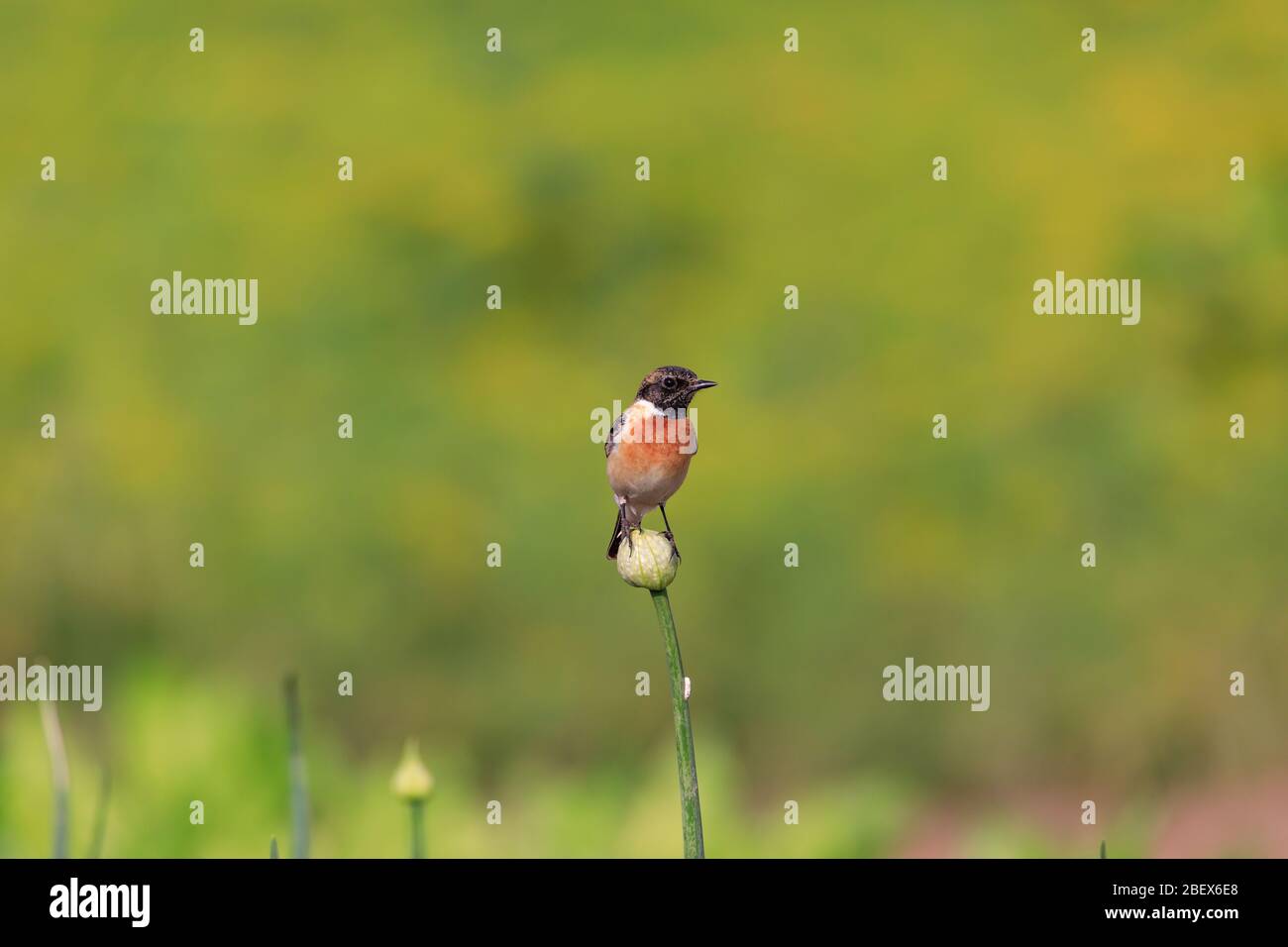 The European Stonechat (Saxicola rubicola) / Birds of Bahrain Stock ...