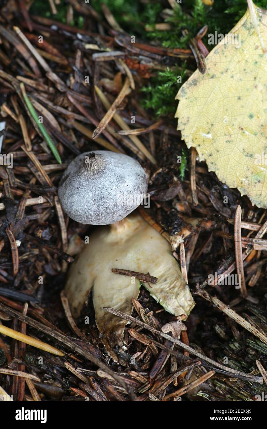 Geastrum pectinatum, known as the beaked earthstar or the beret ...