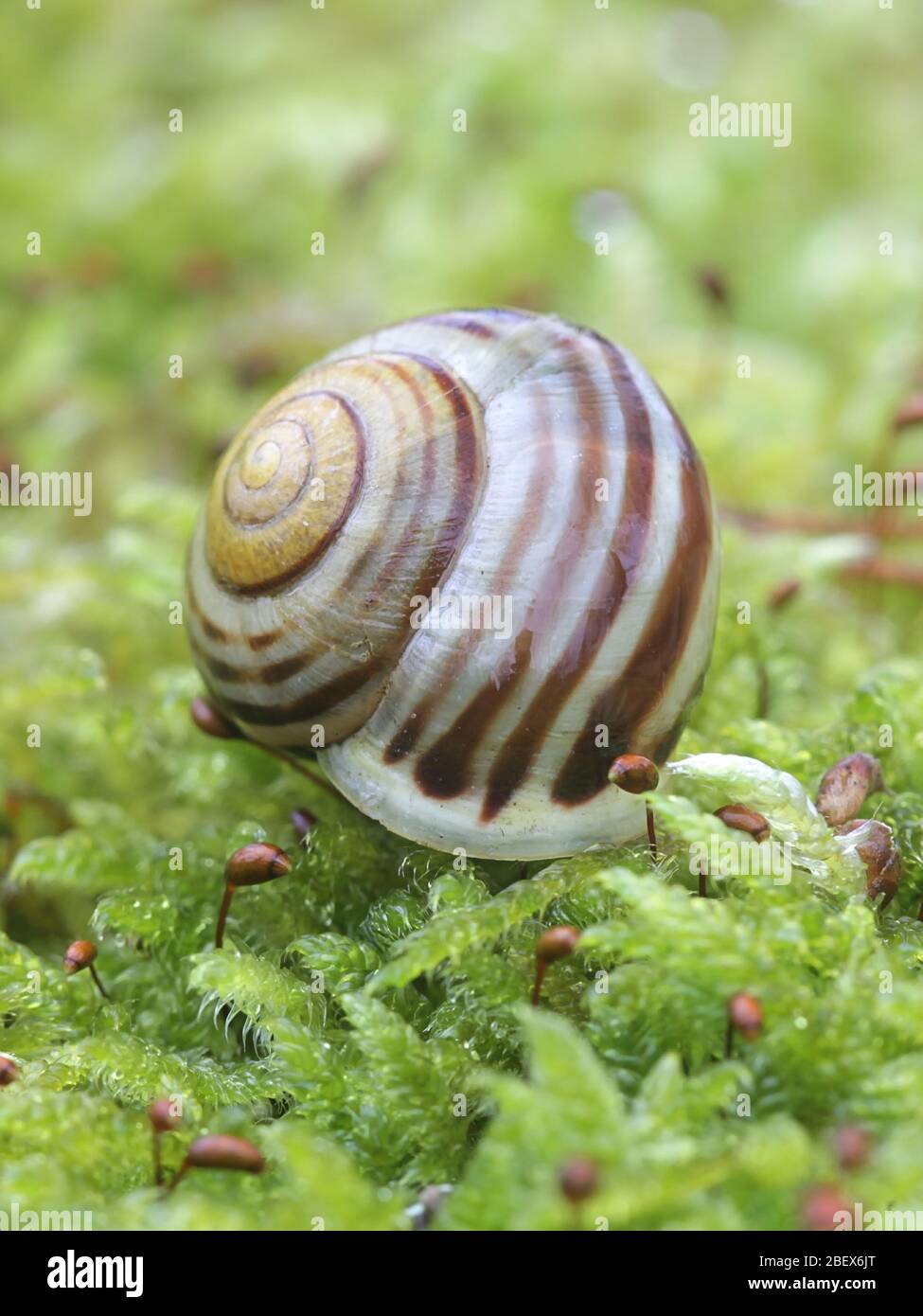 Cepaea hortensis, known as garden banded snail or white-lipped snail ...