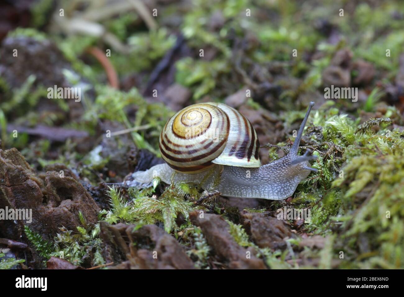Cepaea hortensis, known as white-lipped snail or garden banded snail ...