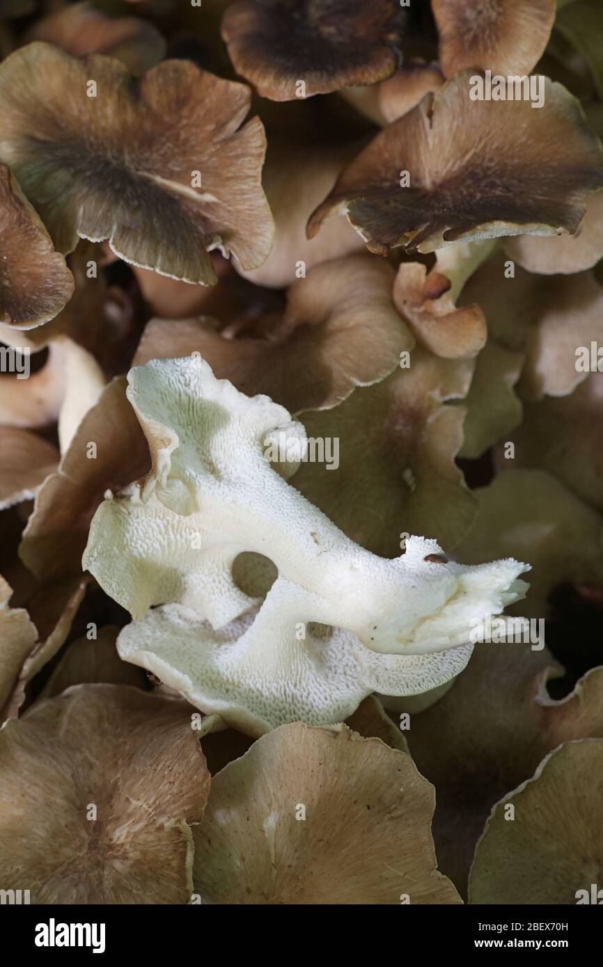 Polyporus umbellatus is a rare, edible species of mushroom, known as ...