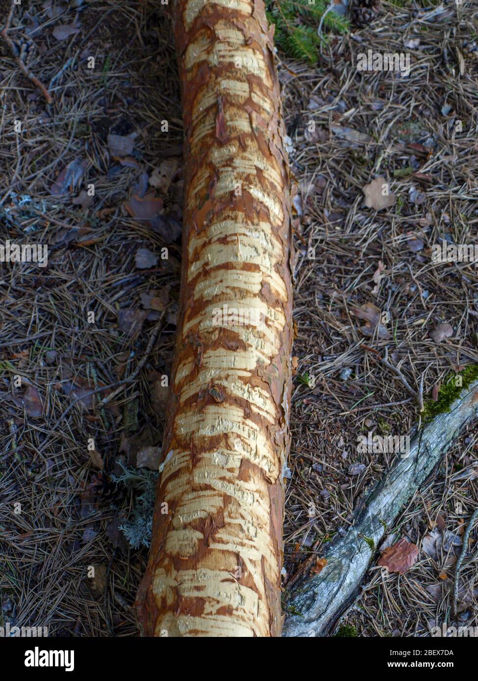 animal bitten tree branch, bark texture Stock Photo - Alamy