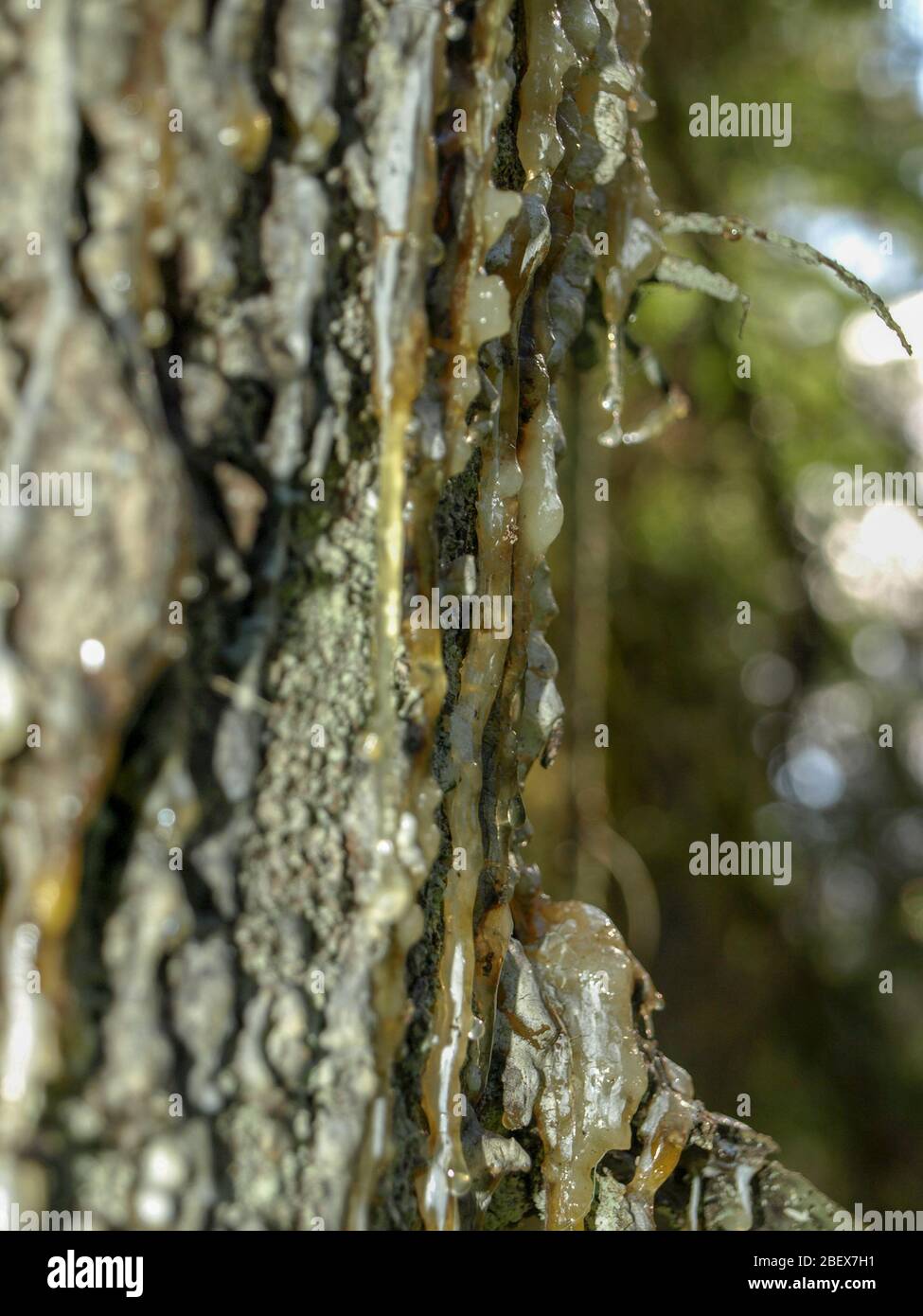 a drop of resin on a dried tree of gray color, resin flows from a ...