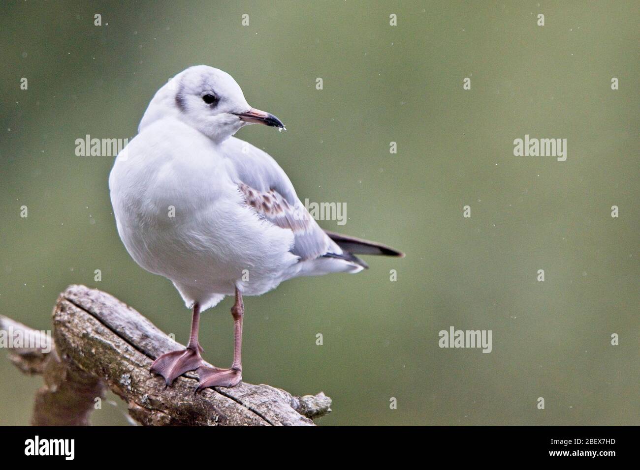 Black headed gull first winter plumage hi-res stock photography and ...