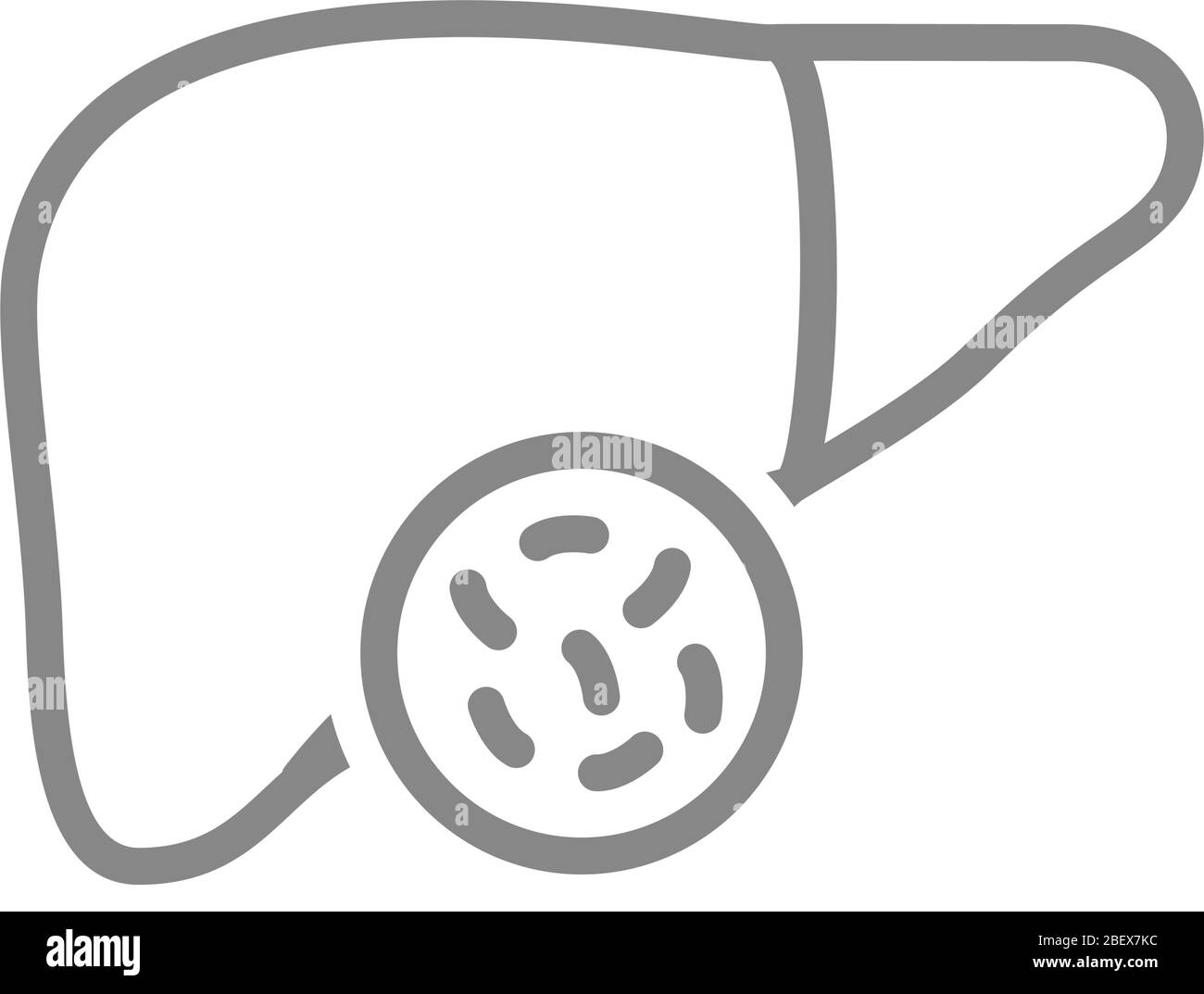 Liver with bacteria line icon. Diseased internal organ, cirrhosis ...