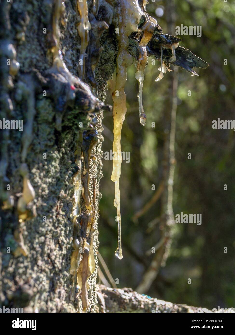 a drop of resin on a dried tree of gray color, resin flows from a ...
