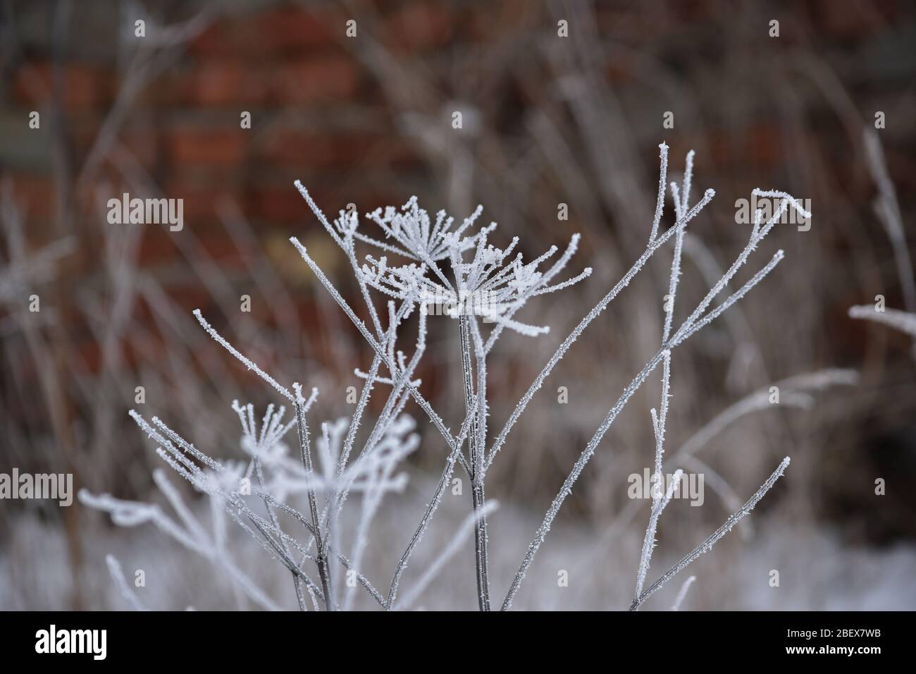 Dry hemlock (Conium maculatum) in winter covered with frost Stock Photo ...