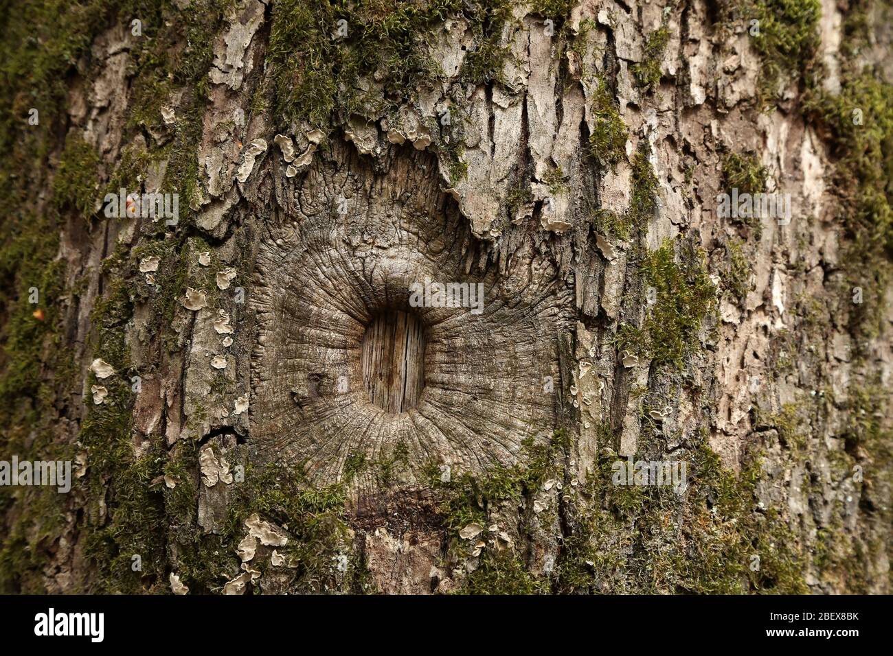 Hole in the bark of a tree in place of a broken branch Stock Photo - Alamy