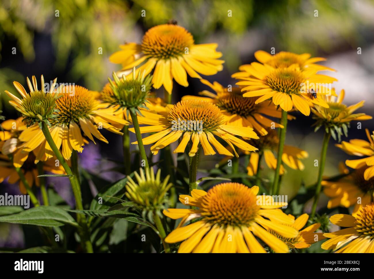 Rudbekia yellow hi-res stock photography and images - Alamy