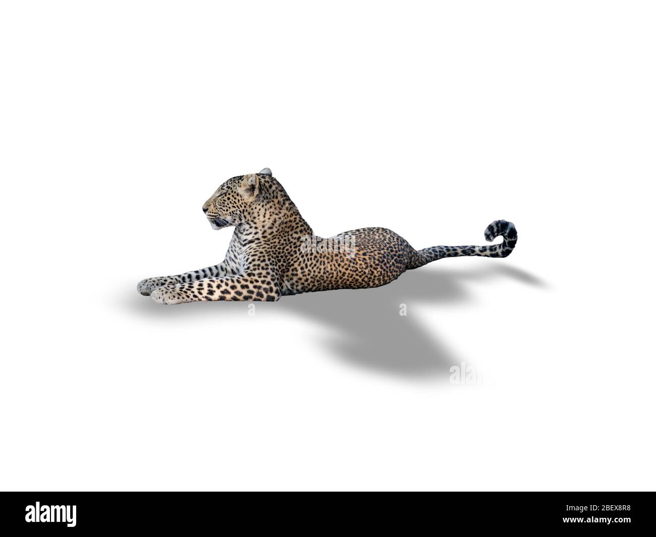 Ground laid Cut Out Stock Images & Pictures - Alamy