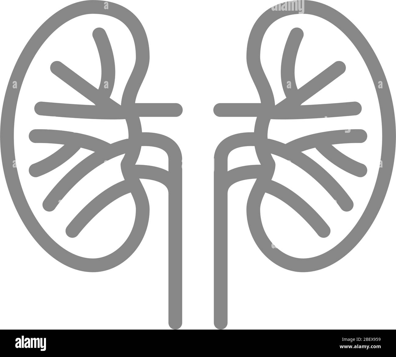 Kidney blood vessels line icon. Renal vascular disease symbol Stock ...