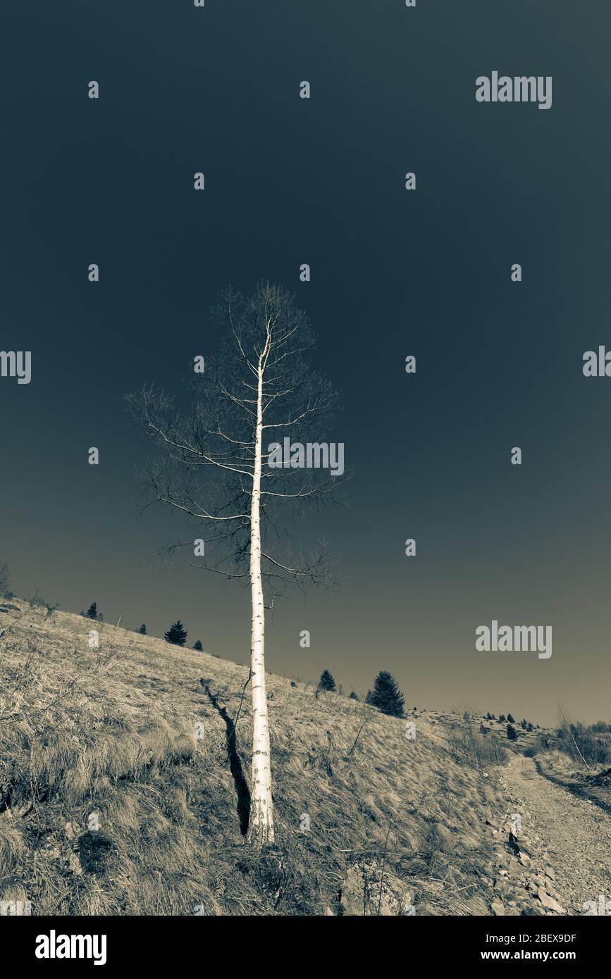 Minimalistic Black and White photo of birch tree, one of the many ...
