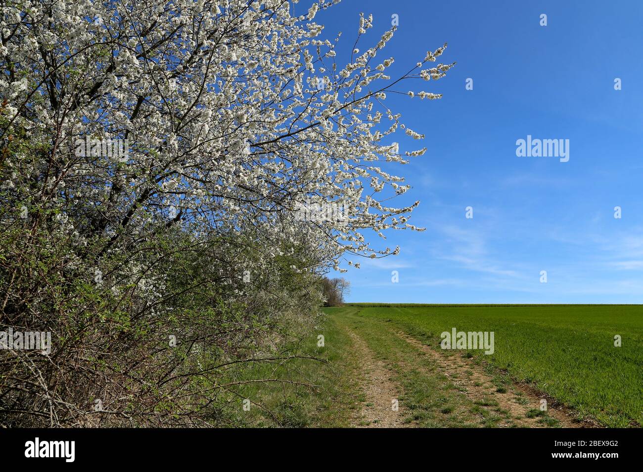 Spring. Spring landscape with flowering fruit trees Stock Photo - Alamy