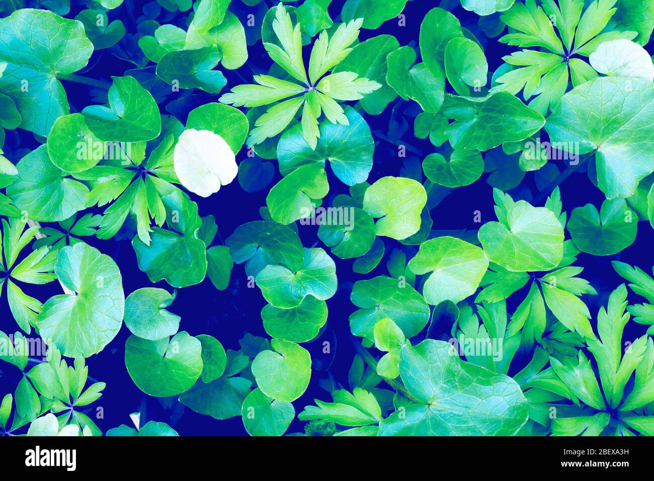 Texture of young cyan plant sprouts. Early spring. Abstract backdrop ...