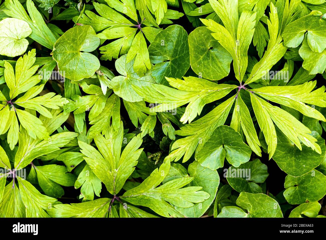 Texture of young green plant sprouts. Early spring. Abstract background ...