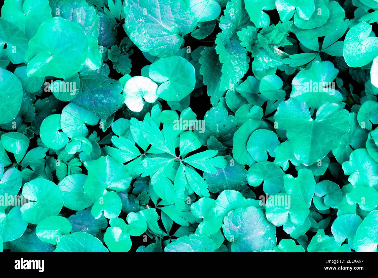 Texture of young cyan plant sprouts. Early spring. Abstract backdrop ...