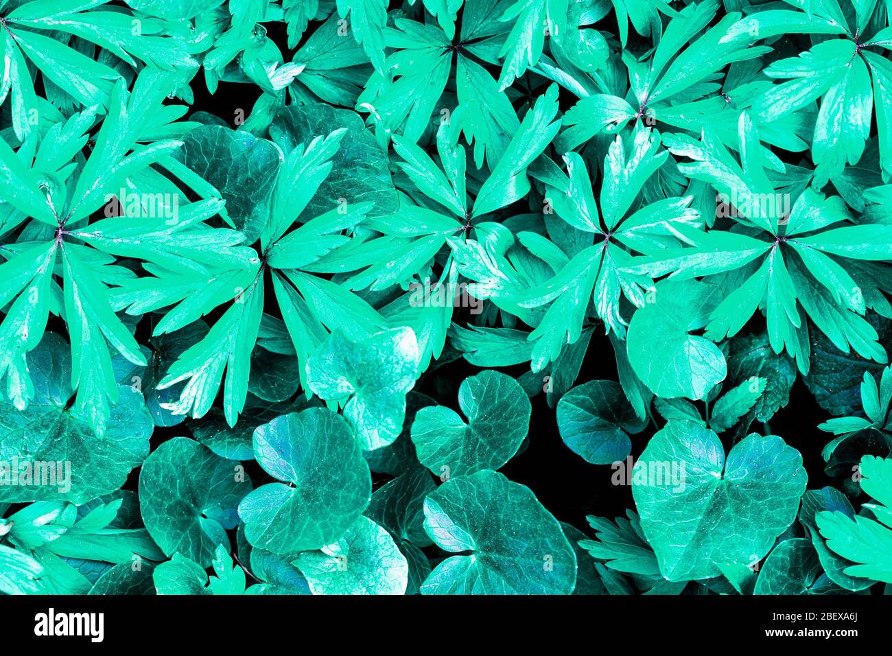 Texture of young cyan plant sprouts. Early spring. Abstract backdrop ...