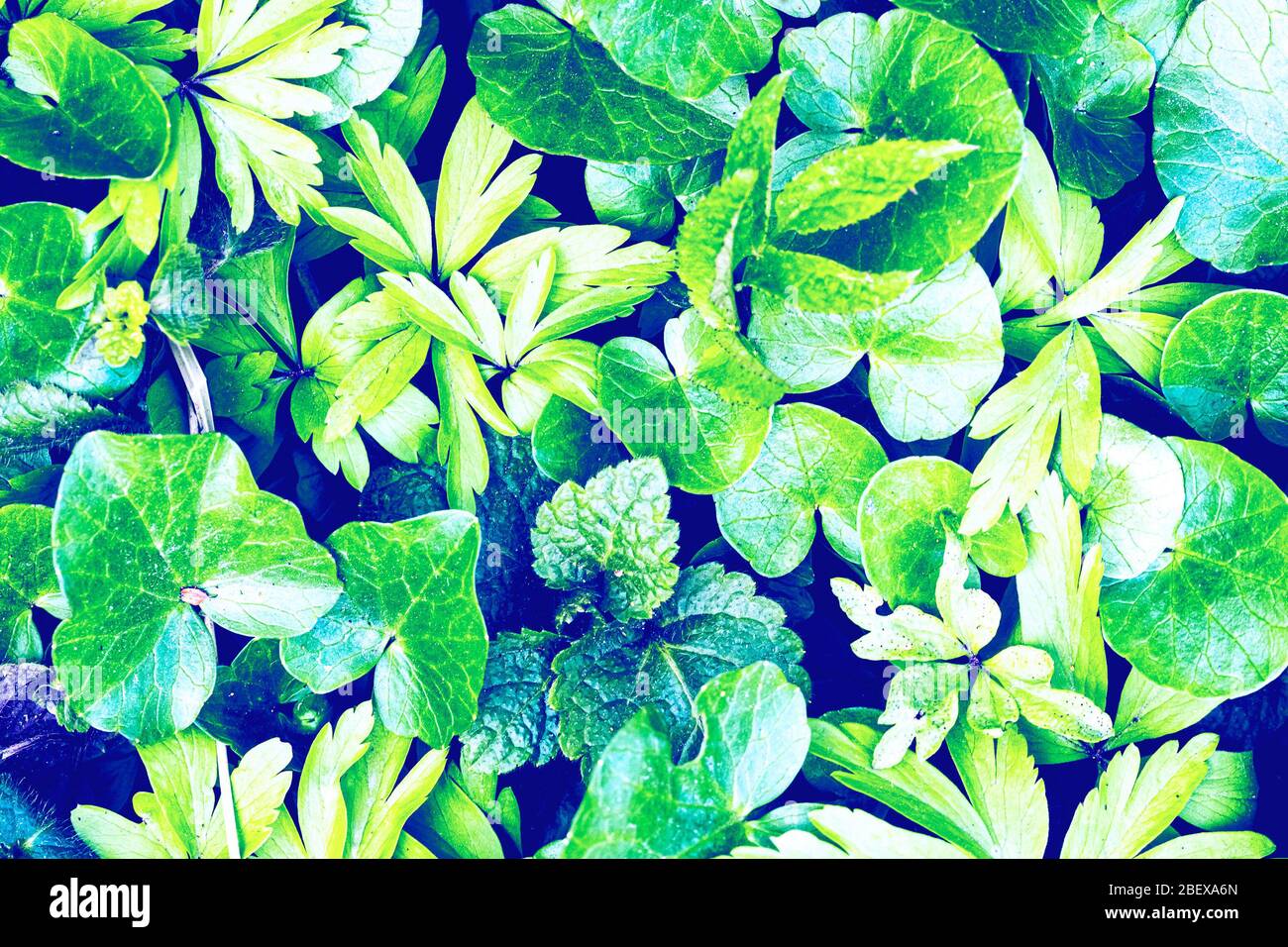 Texture of young cyan plant sprouts. Early spring. Abstract background ...