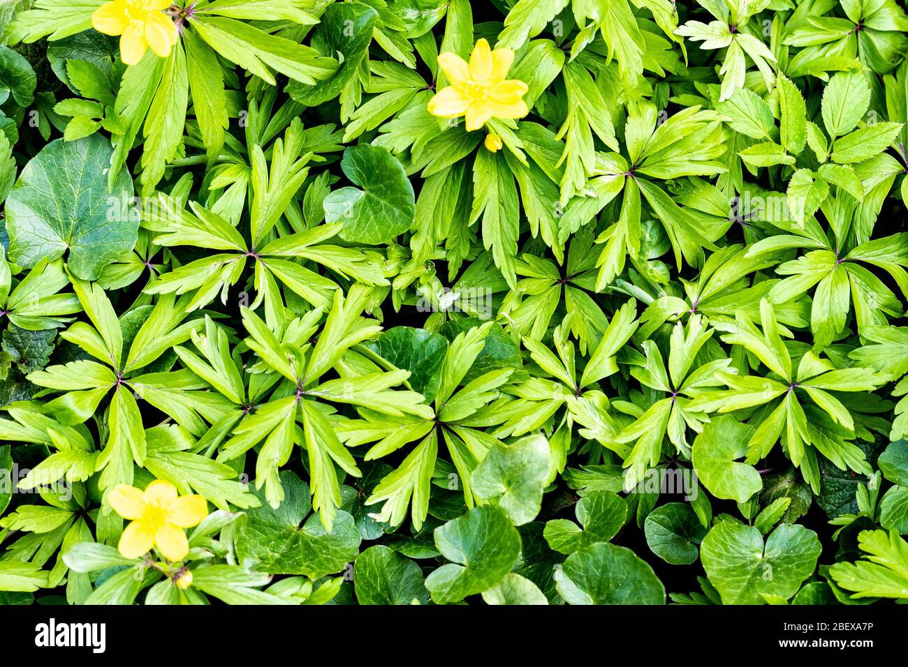 Texture of young green plant sprouts. Early spring. Abstract backdrop ...