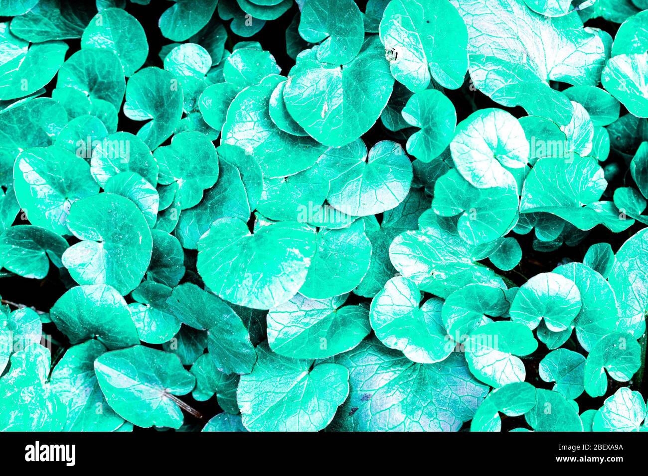 Texture of young cyan plant sprouts. Early spring. Abstract backdrop ...
