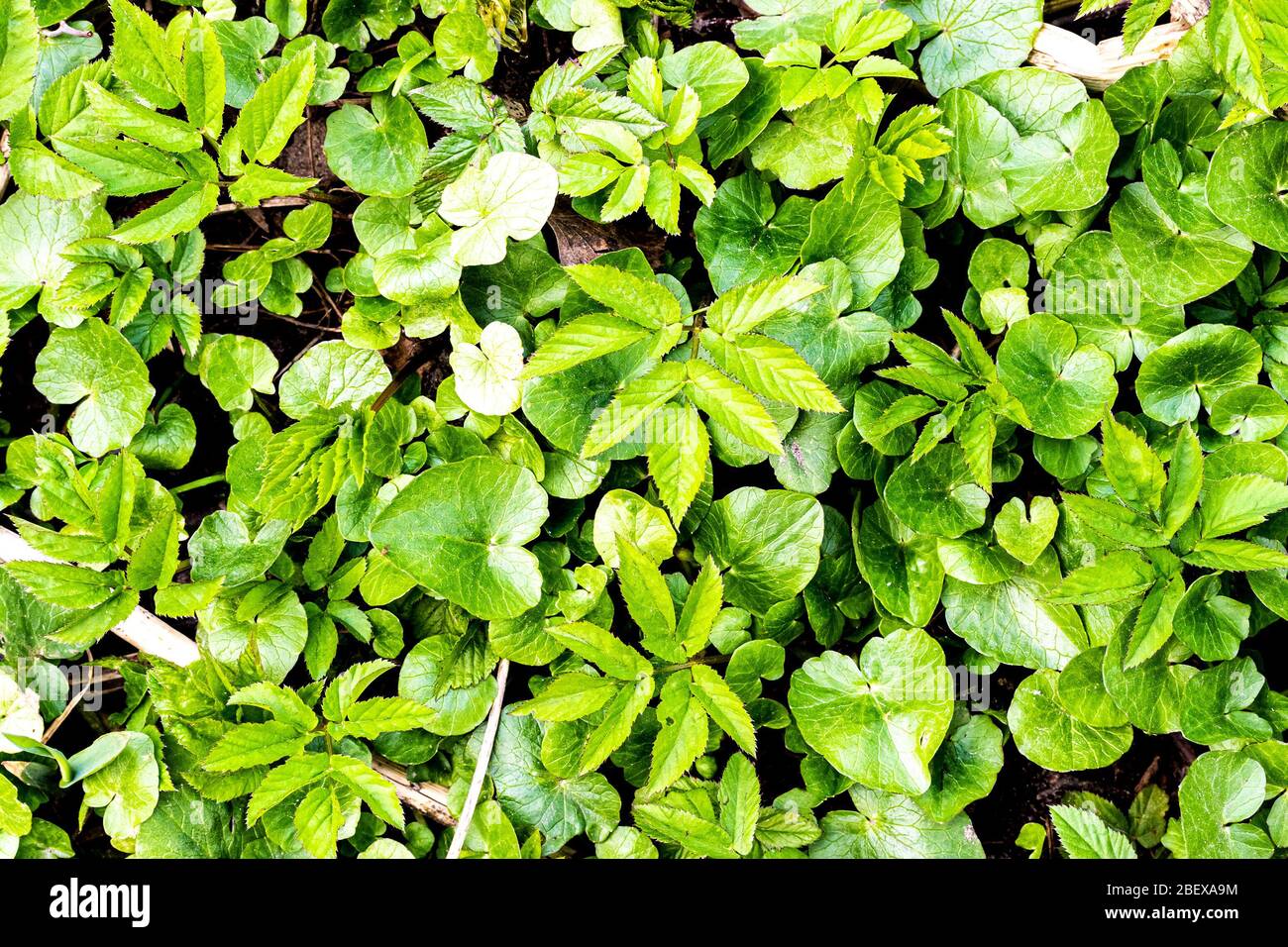 Texture of young green plant sprouts. Early spring. Abstract background ...