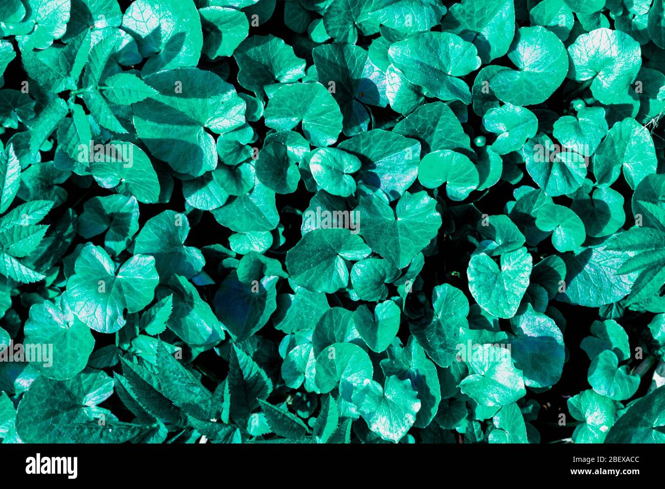 Texture of young cyan plant sprouts. Early spring. Abstract backdrop ...