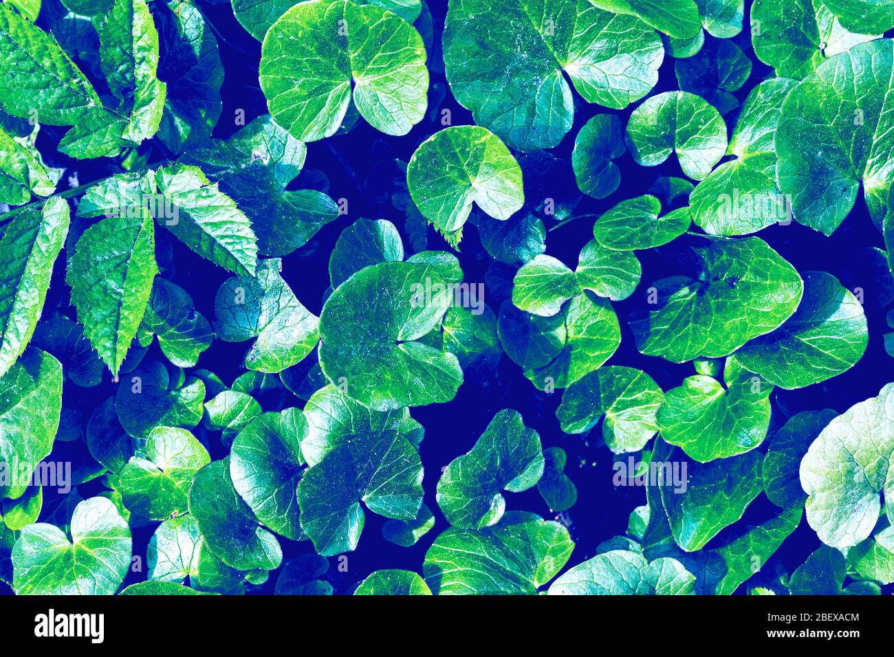Texture of young cyan plant sprouts. Early spring. Abstract background ...