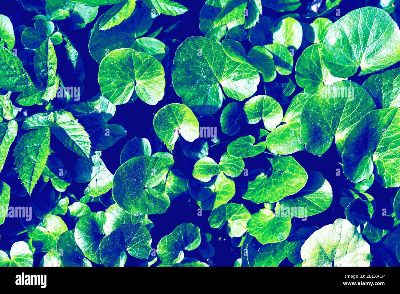 Texture of young cyan plant sprouts. Early spring. Abstract backdrop ...