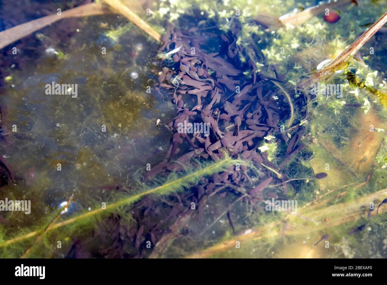 Pond life uk hi-res stock photography and images - Alamy