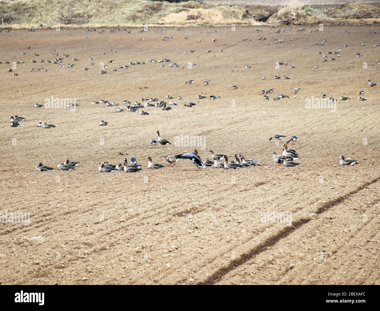 Migration stop overs hi-res stock photography and images - Alamy